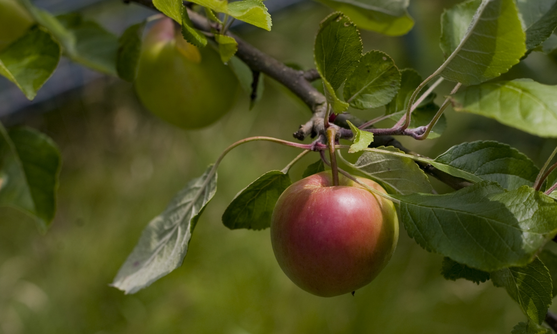 Uchovejte jablka a hrušky šťavnatá po celou zimu - Gardentech s.r.o.